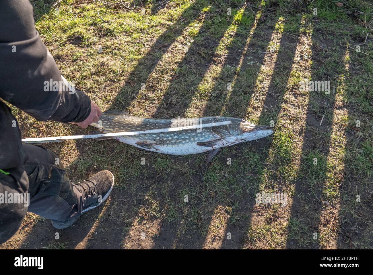 a big fished pike is measured with a folding rule Stock Photo - Alamy