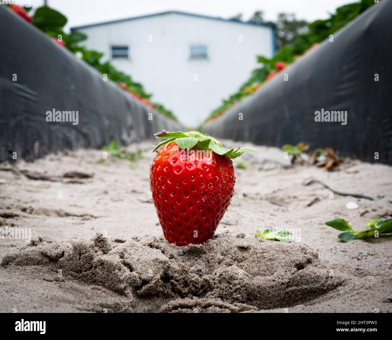 Fresh ripe strawberry on a sandy ground Stock Photo - Alamy