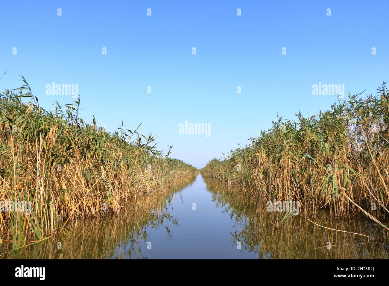 small river channel in the Danube Delta Stock Photo - Alamy