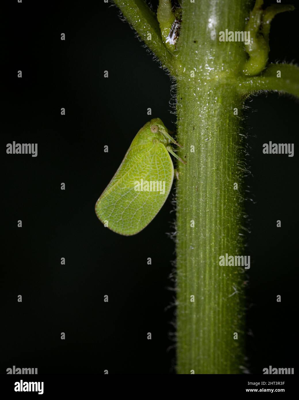 Vertical shot of a green leafhopper insect on a green plant Stock Photo ...