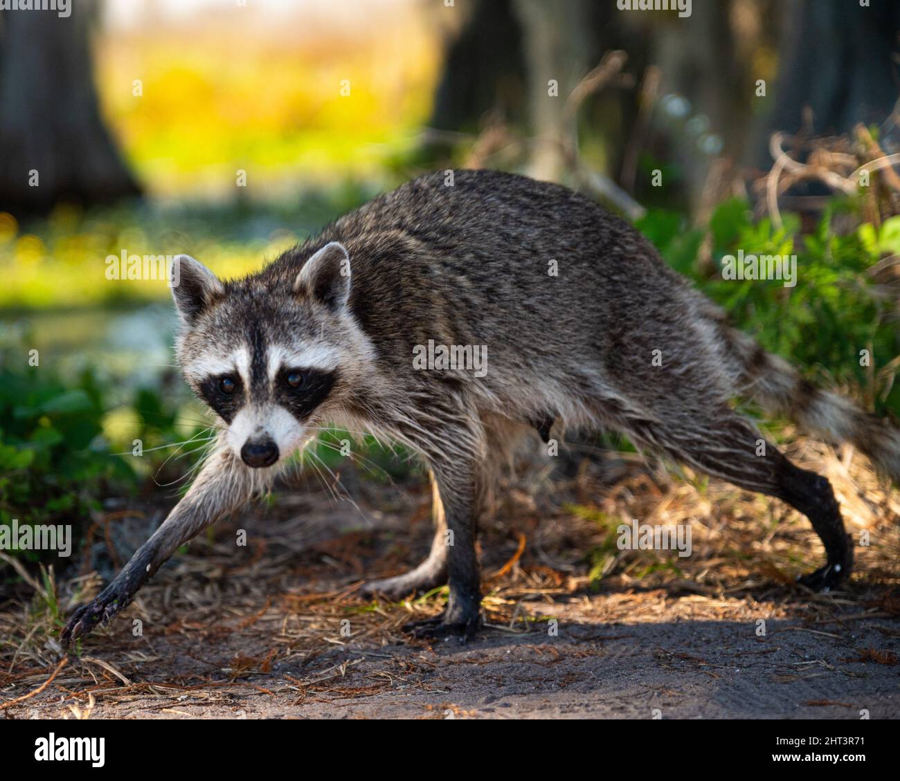 Raccon in forest hi-res stock photography and images - Alamy