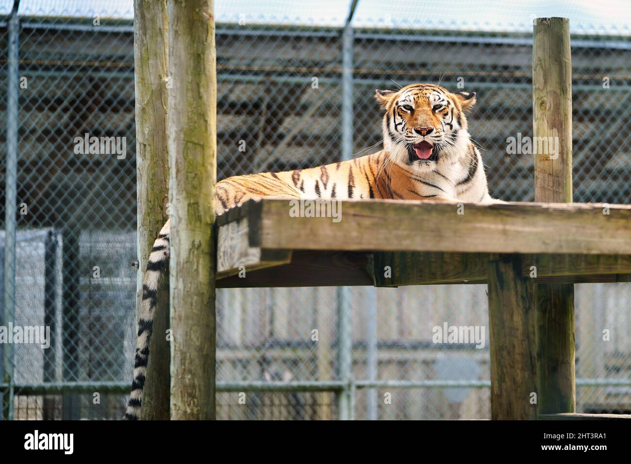 Beautiful view of the dangerous tiger in the cage Stock Photo - Alamy