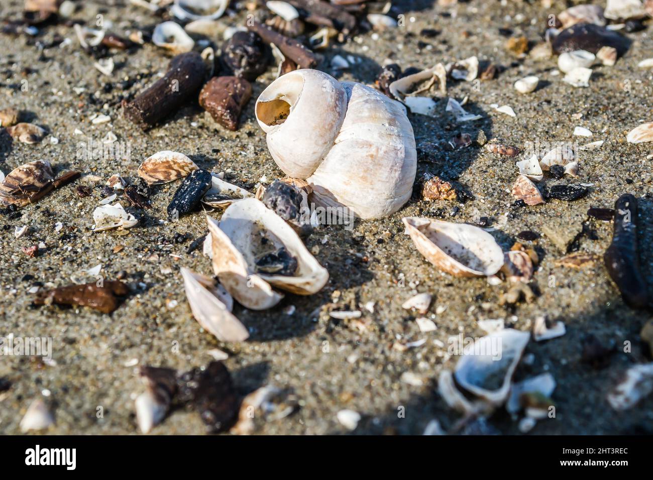Empty river shells on the wet sand of the Danube bank Stock Photo - Alamy