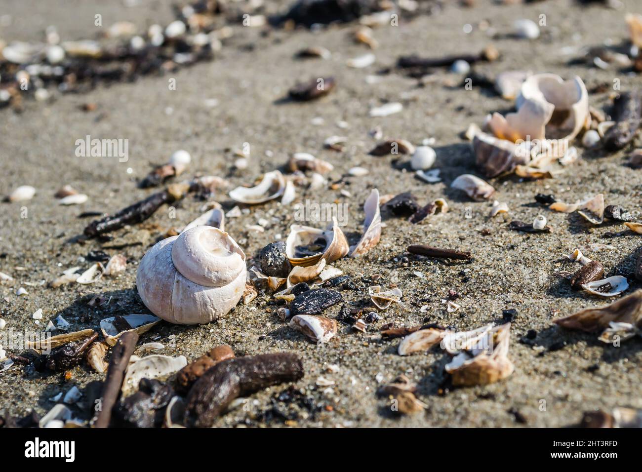 Empty river shells on the wet sand of the Danube bank Stock Photo - Alamy