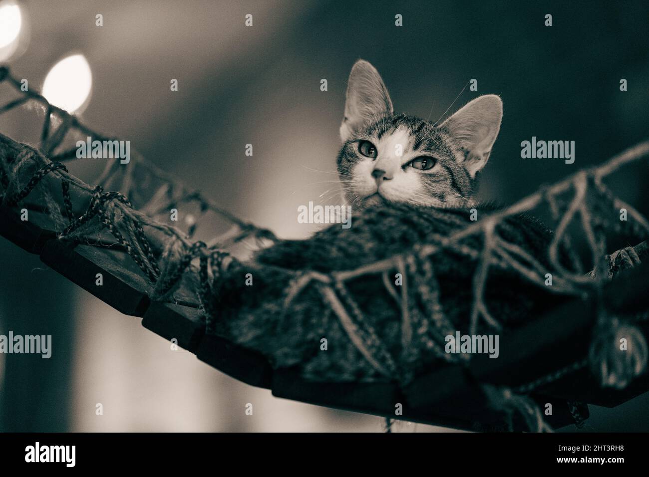 Cat kitten swing hi-res stock photography and images - Alamy