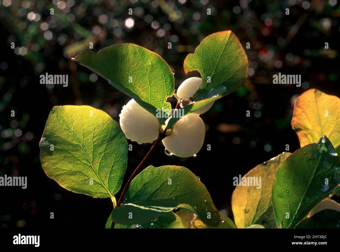Buske hi-res stock photography and images - Alamy