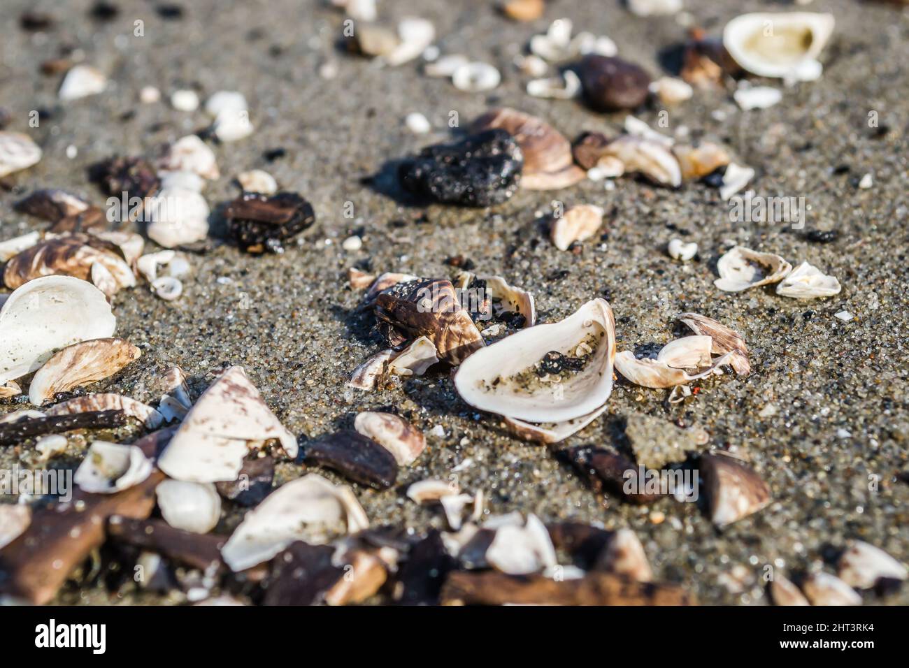 Empty river shells on the wet sand of the Danube bank Stock Photo - Alamy