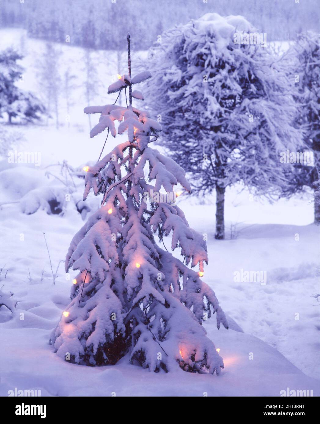 Julgran med belysning Stock Photo - Alamy