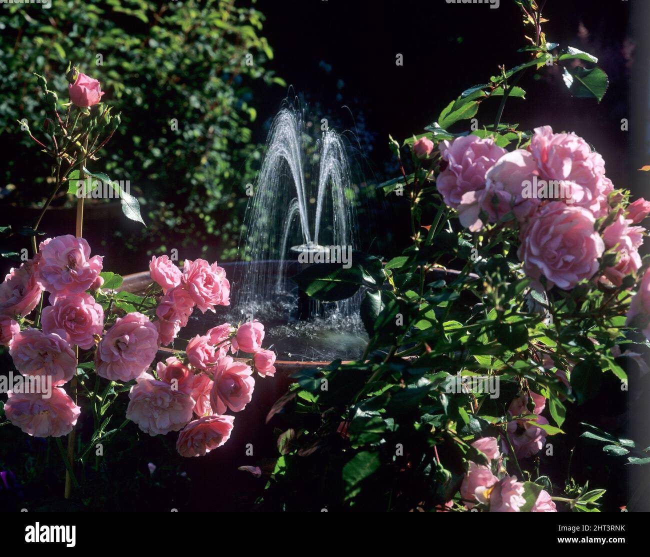 Mini fountain surrounded by rose 'Bonica' Stock Photo - Alamy