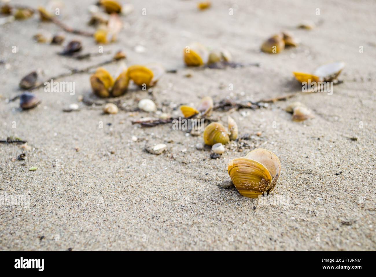 Yellow stone river bank hi-res stock photography and images - Alamy