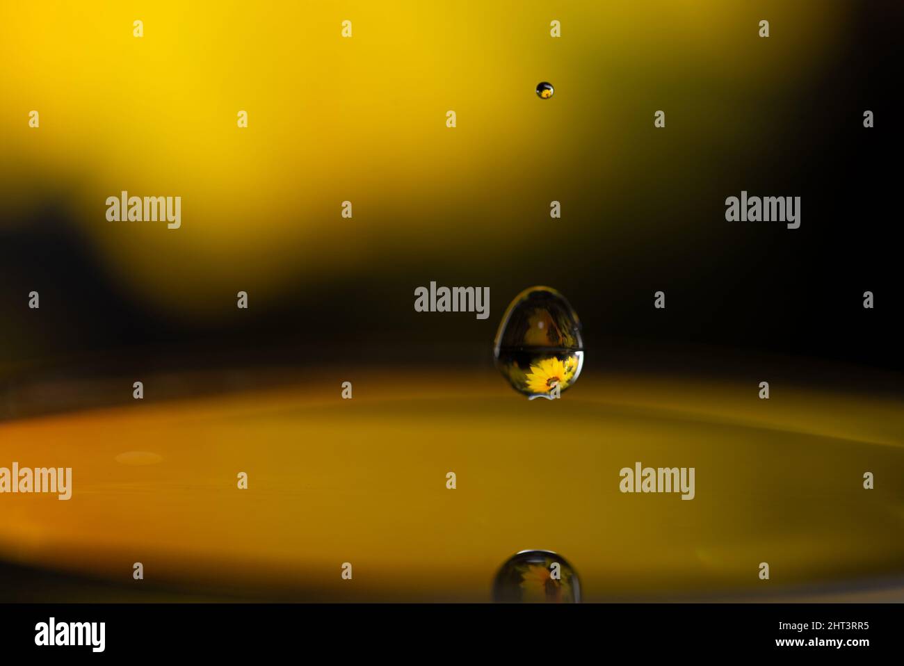 Macro shot of a water drop reflecting a sunflower on a black and yellow ...