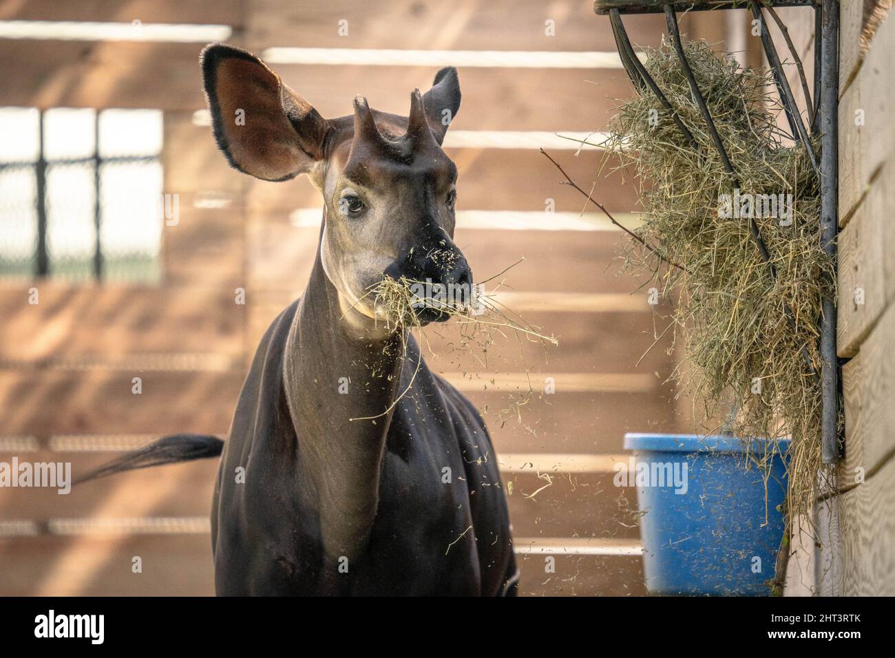 Okapi eating hi-res stock photography and images - Alamy