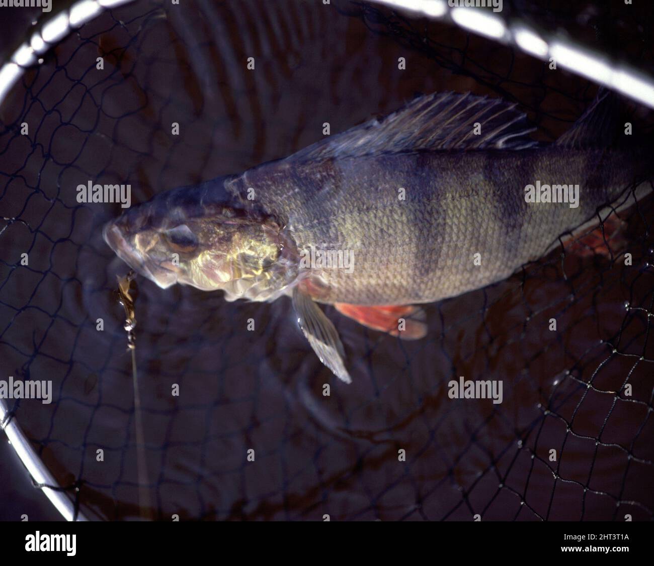 Perch in fishing net Stock Photo - Alamy