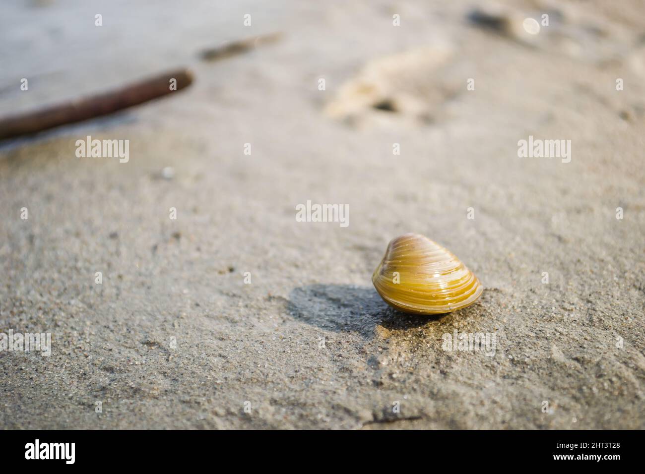 Yellow empty river shells on the wet sand of the Danube bank Stock ...