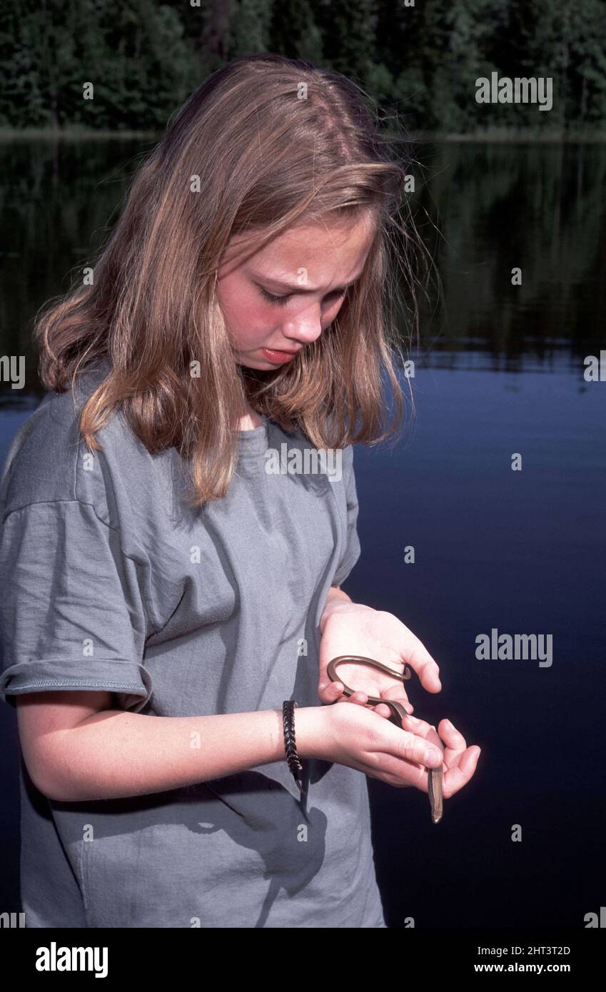 Copper lizard hi-res stock photography and images - Alamy