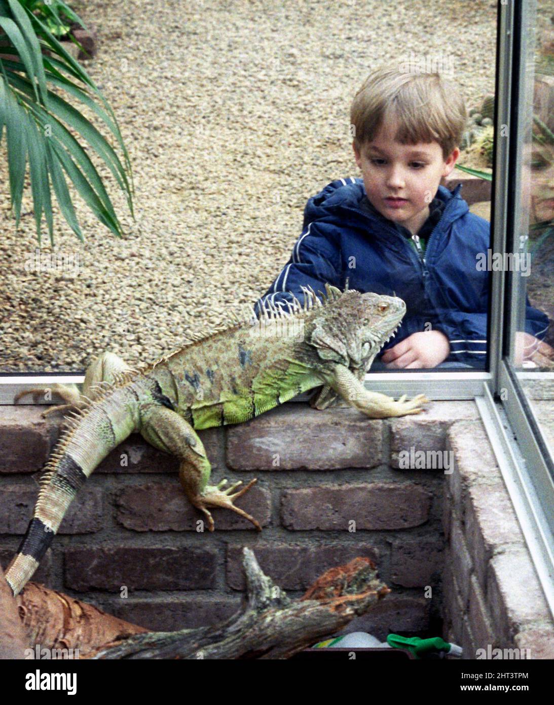 Boy lizard hi-res stock photography and images - Alamy