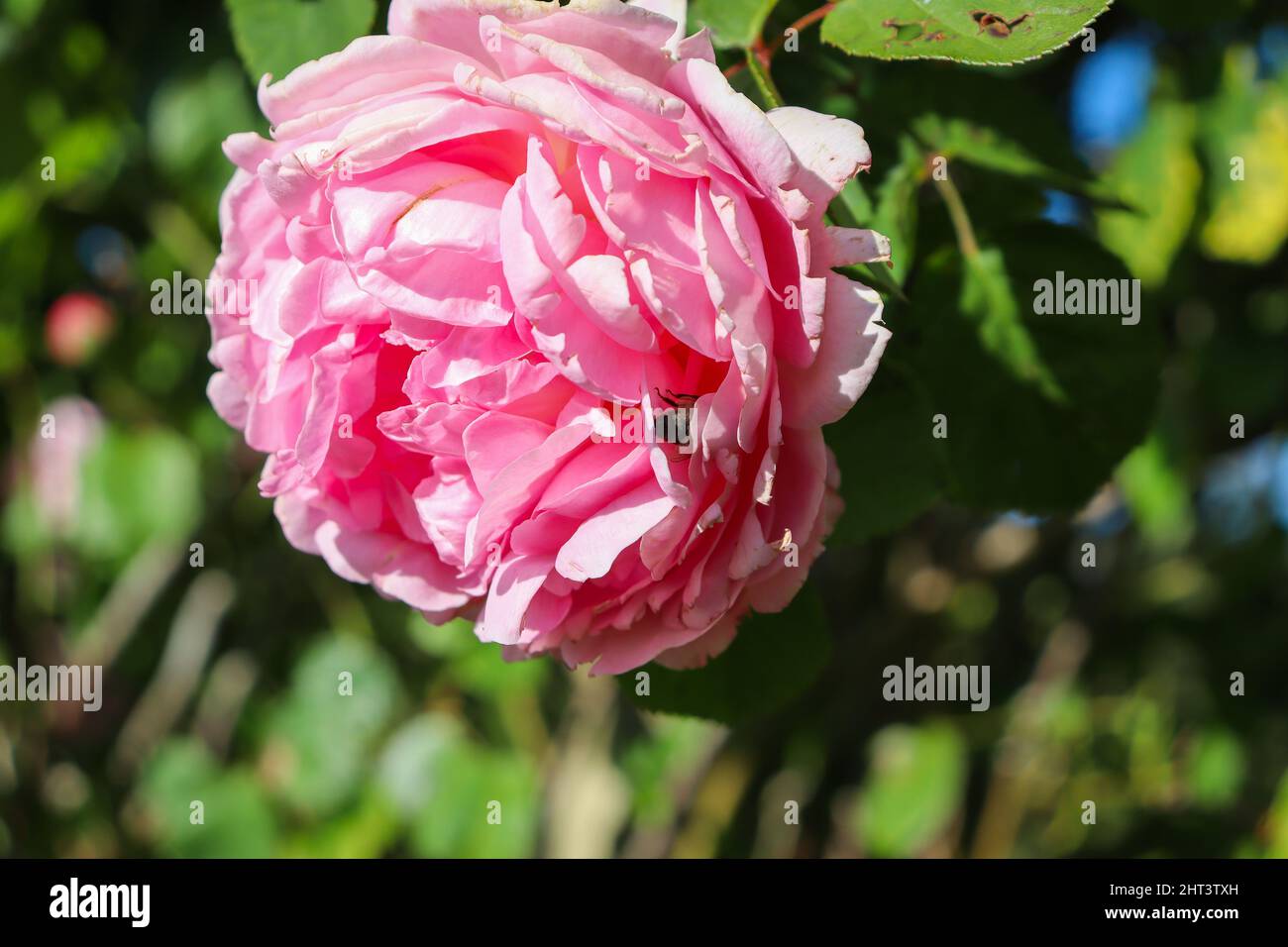 Closeup shot of a blooming pink rose with a trapped insect Stock Photo ...