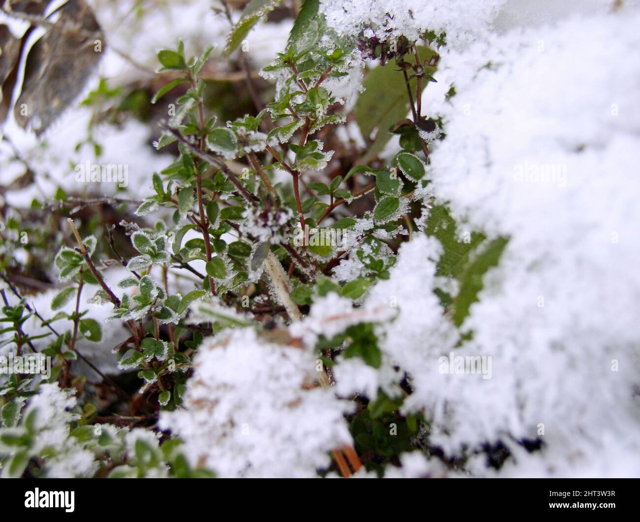 Kryddorter hi-res stock photography and images - Alamy