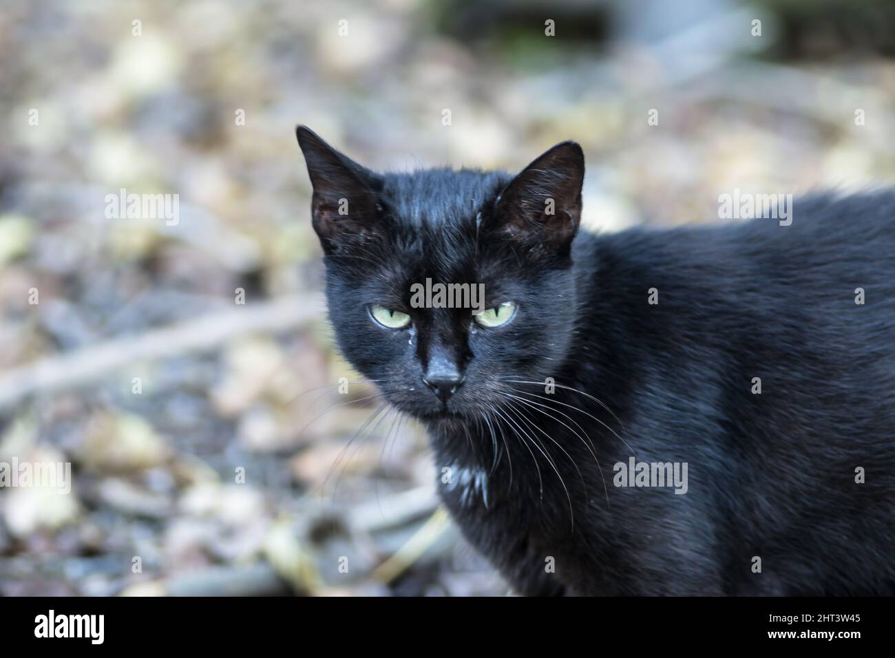Portrait of a Black Cat on the wreck of an old discarded tanker Stock ...