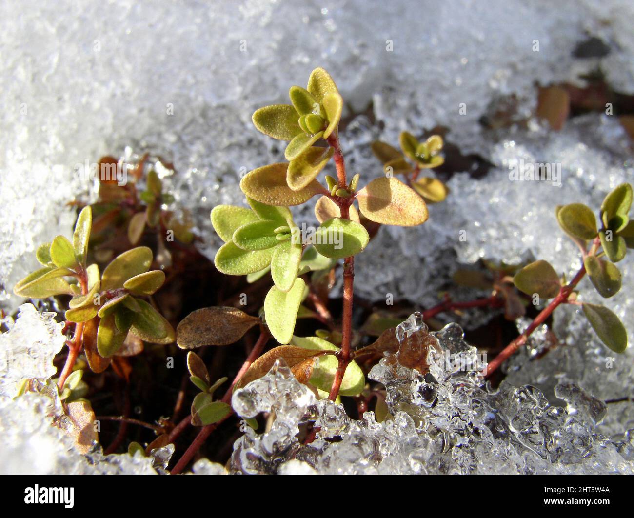 Kryddaxt hi-res stock photography and images - Alamy