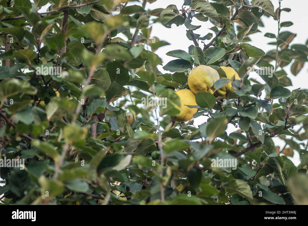 The quince tree sun hi-res stock photography and images - Alamy