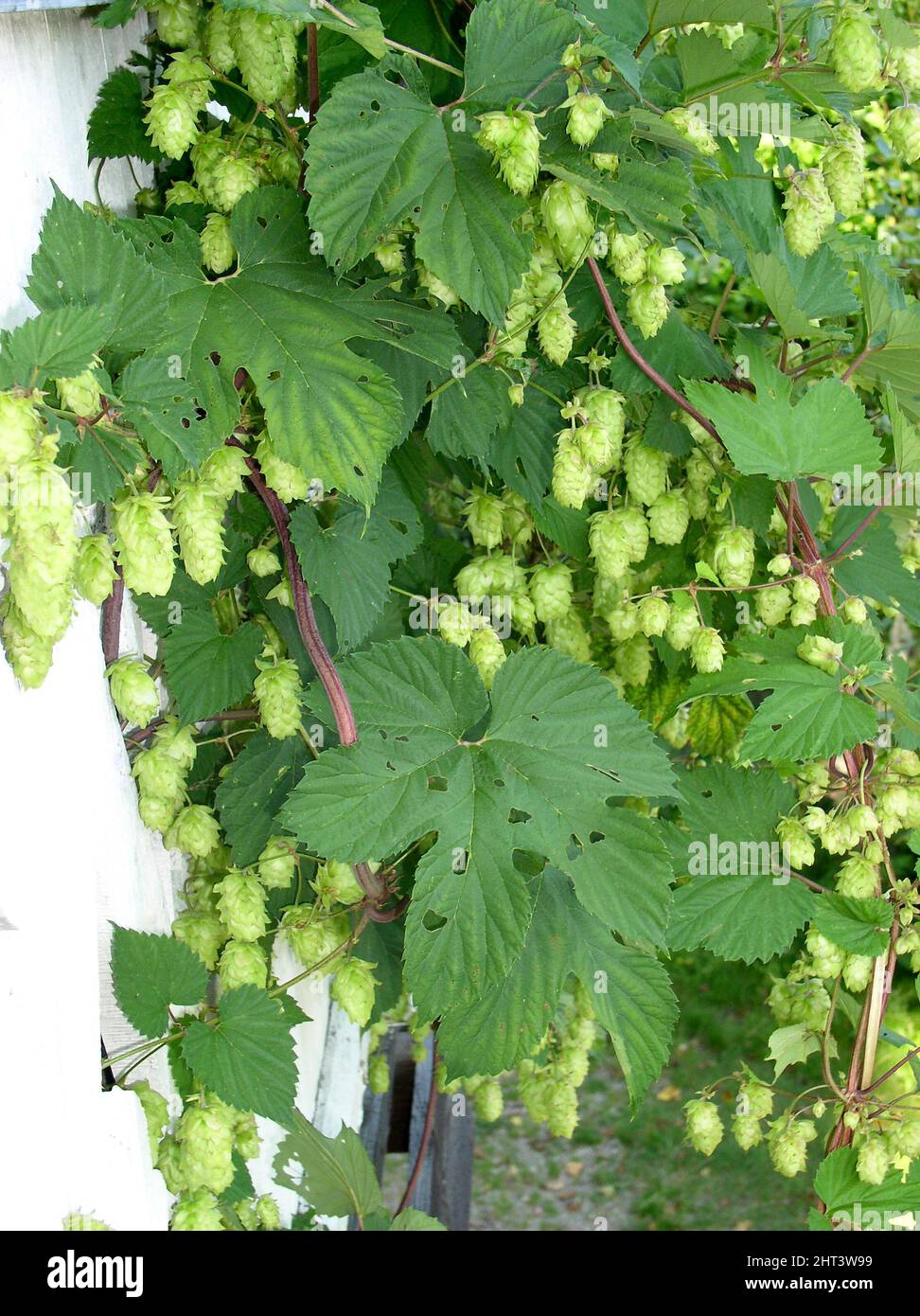 Humlekotte hi-res stock photography and images - Alamy