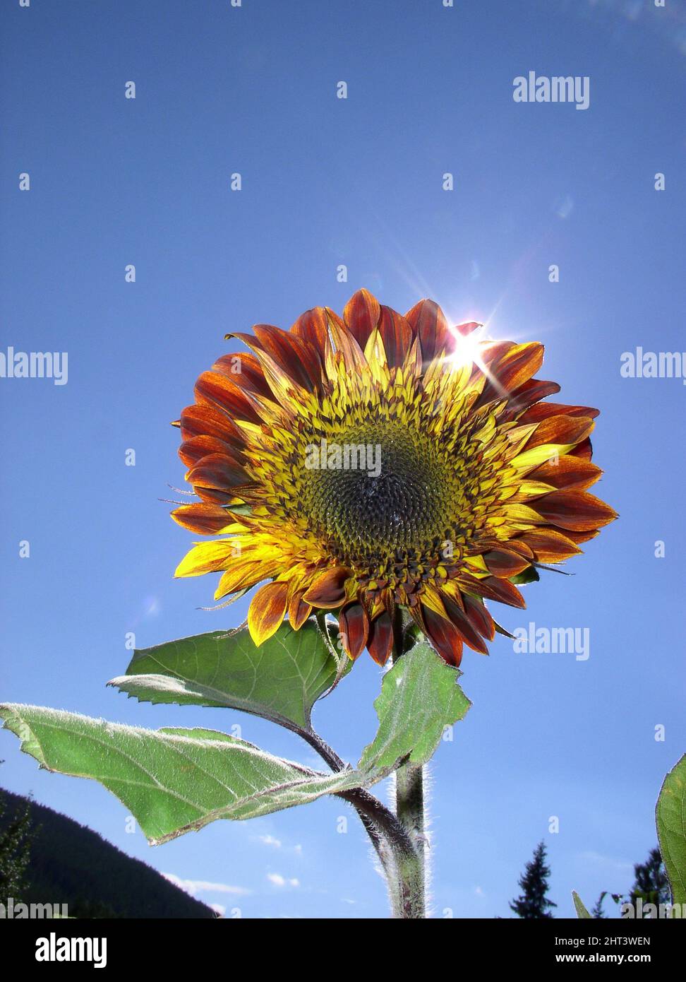 Solrosen 'Red Sun' Stock Photo - Alamy