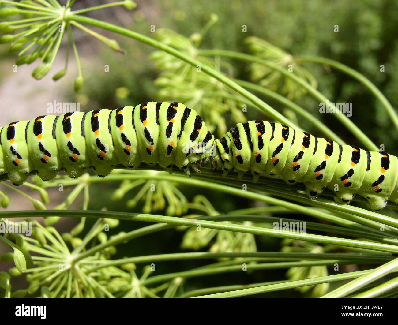 Larver hi-res stock photography and images - Alamy