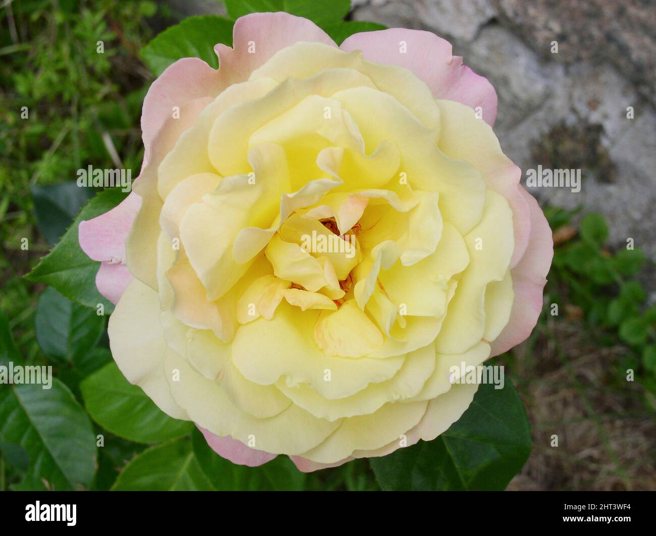 Peace rose hi-res stock photography and images - Alamy