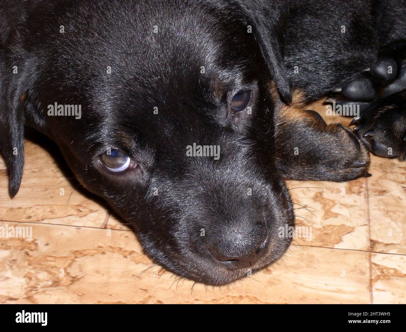 Valp hi-res stock photography and images - Alamy