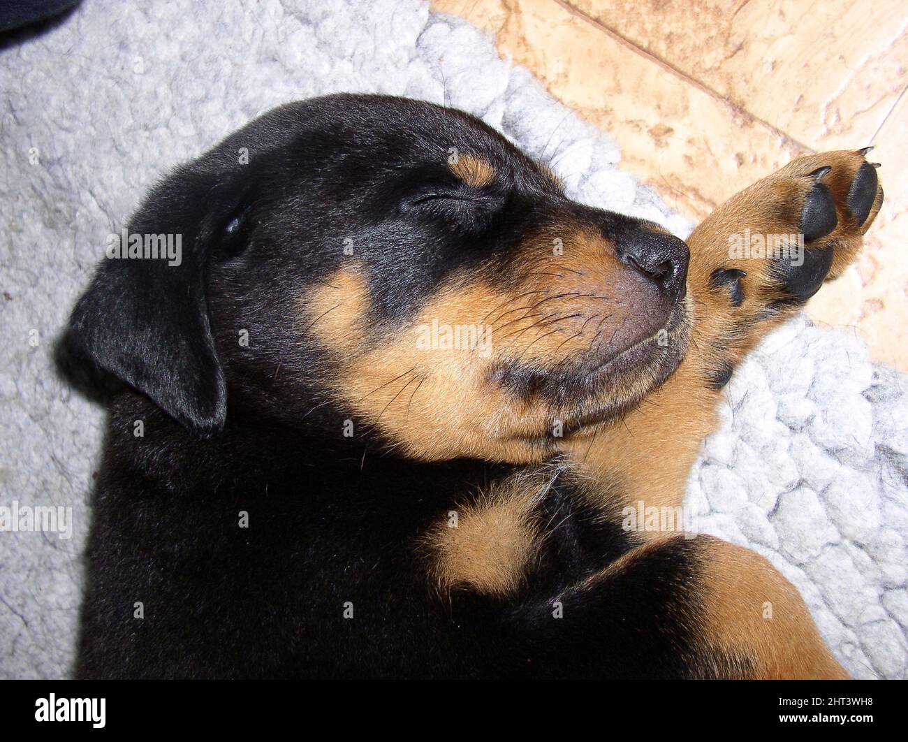 Valp hi-res stock photography and images - Alamy