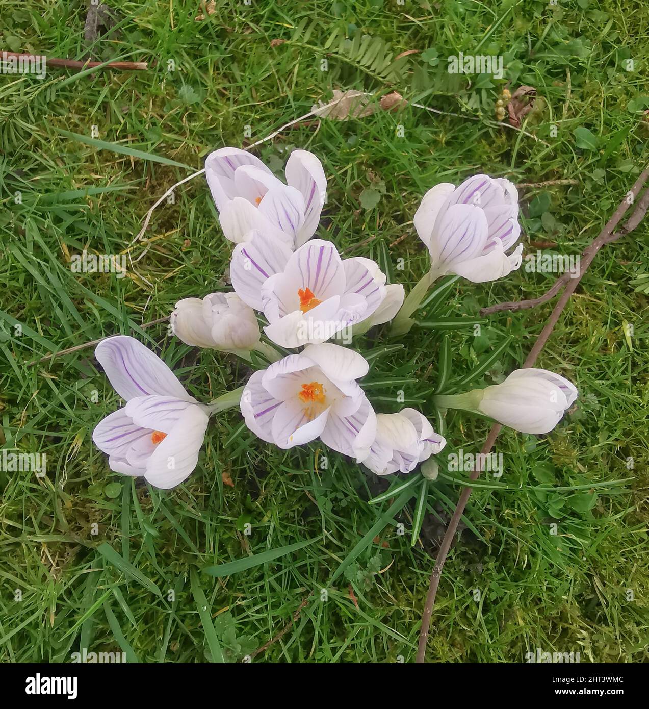 Group of white crocus flowers and foliage in spring from above Stock ...