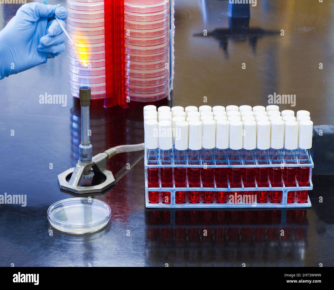 Process of flaming a tube in the microbiology laboratory Stock Photo ...
