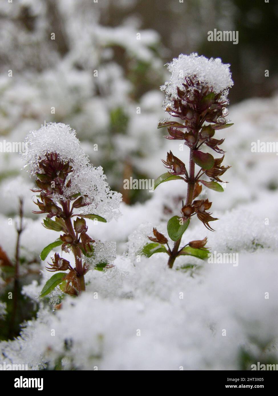 Farsk hi-res stock photography and images - Alamy