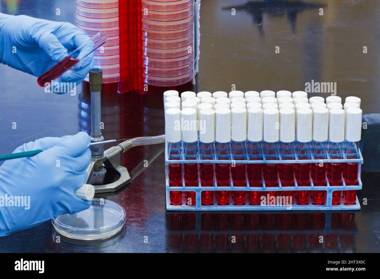 A tube in the microbiology laboratory Stock Photo - Alamy