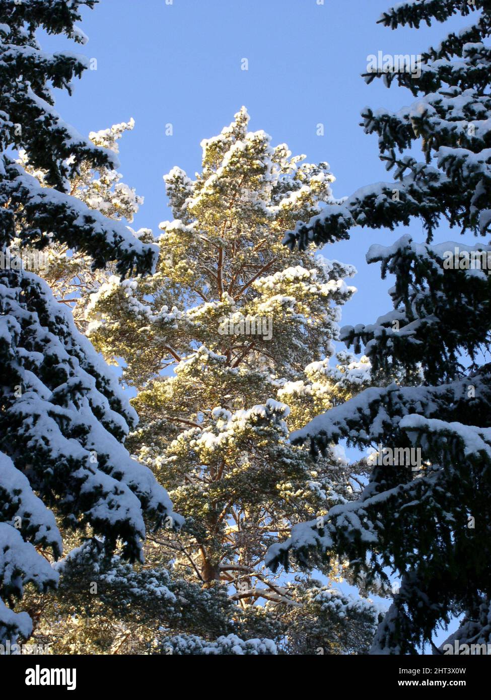 Snow covered trees Stock Photo - Alamy