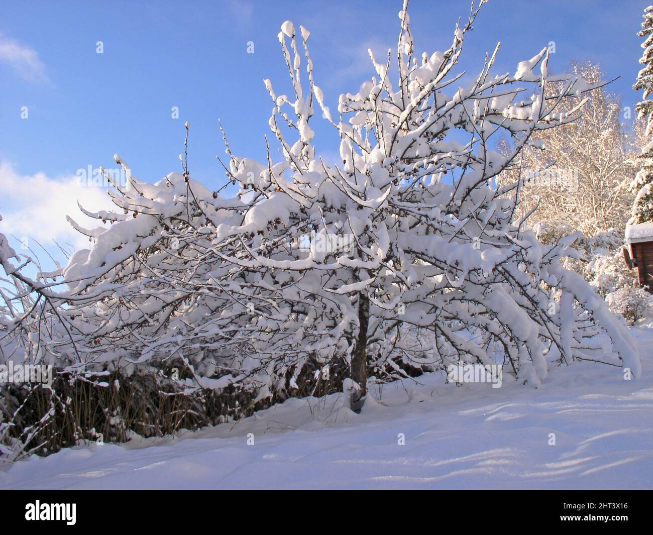Snow covered apple tree Stock Photo - Alamy