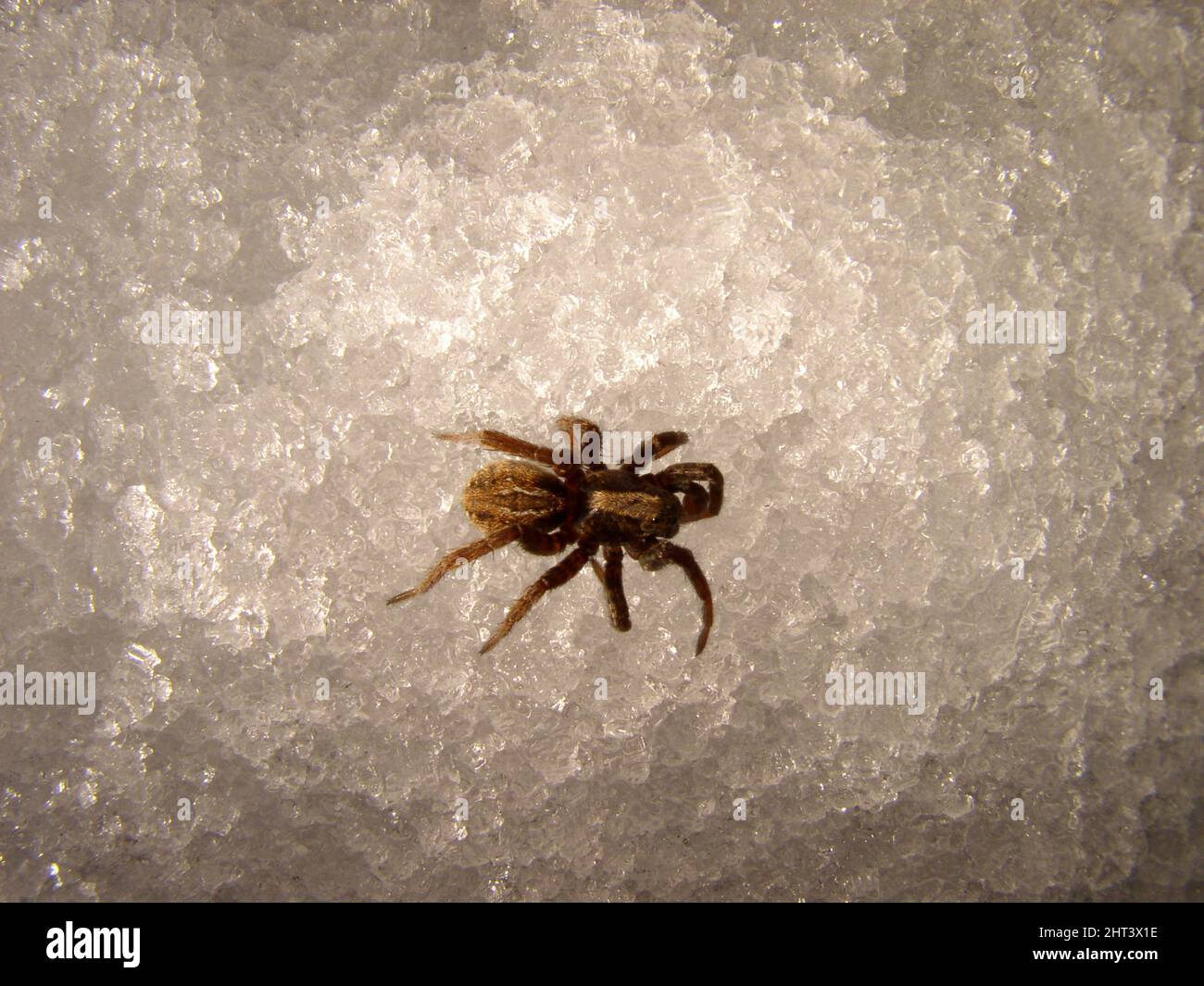 Spindeldjur hi-res stock photography and images - Alamy