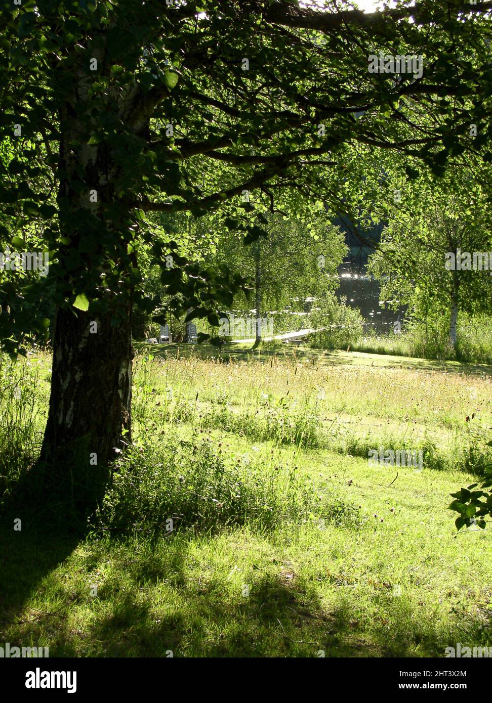 Deciduous trees in meadow hi-res stock photography and images - Alamy