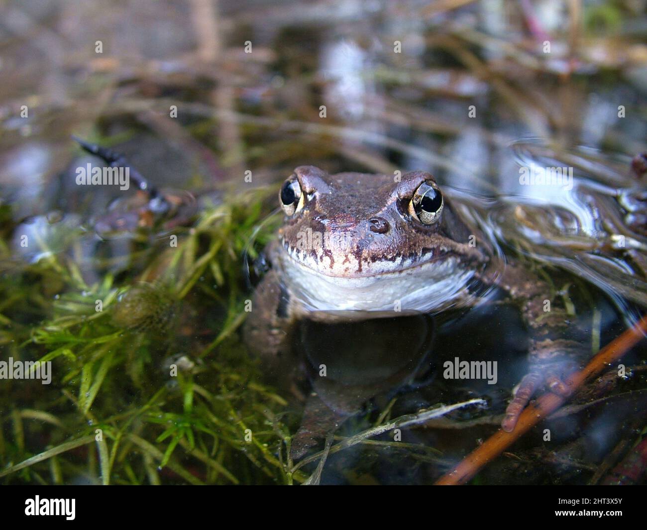 Frog in garden pond Stock Photo - Alamy