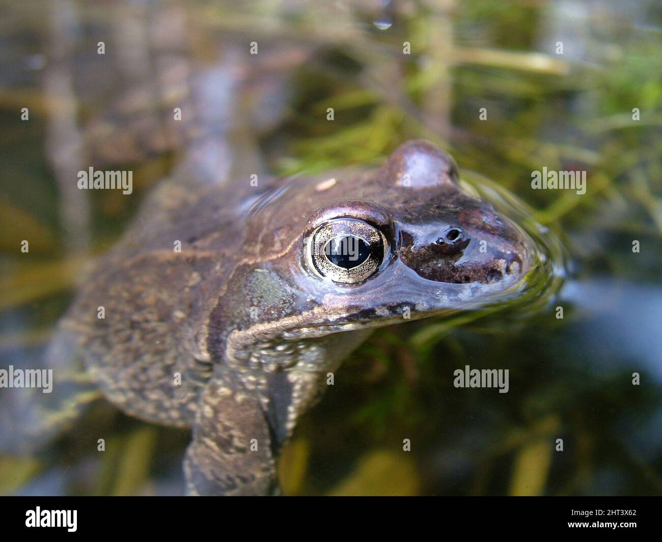 Frog in garden pond Stock Photo - Alamy