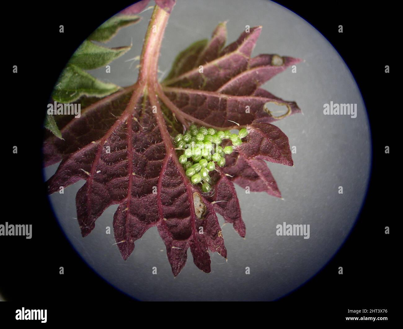 Butterfly eggs in close-up Stock Photo - Alamy