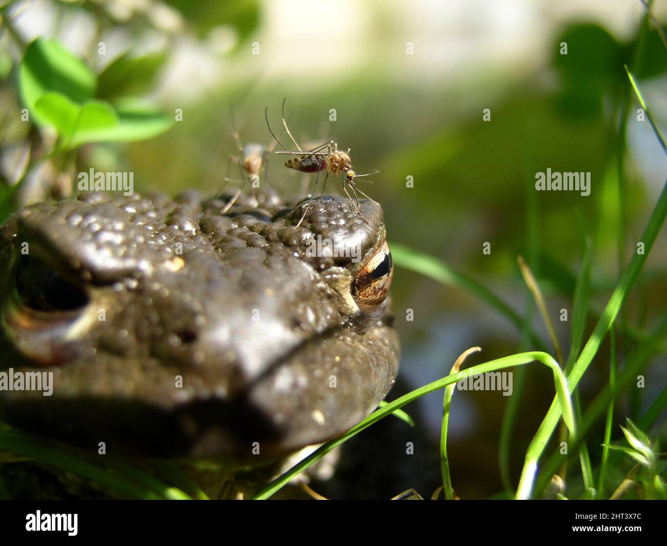Toad that gets bitten by a mosquito Stock Photo - Alamy