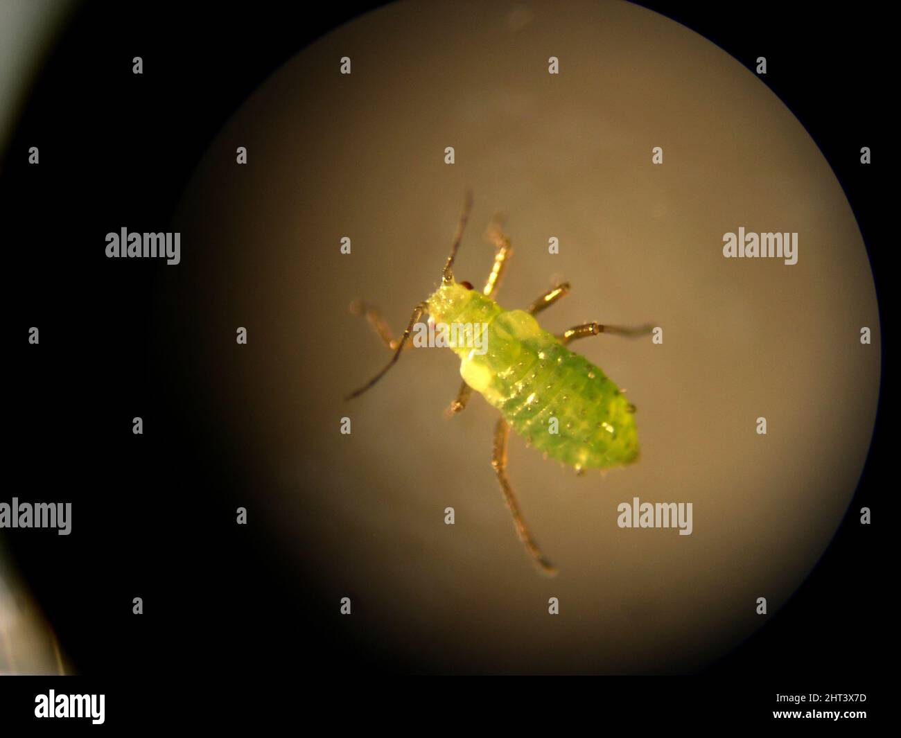 Bladlus hi-res stock photography and images - Alamy