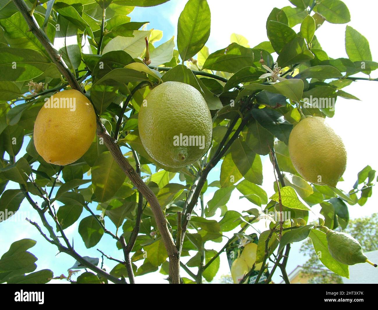 Citrontrad hi-res stock photography and images - Alamy