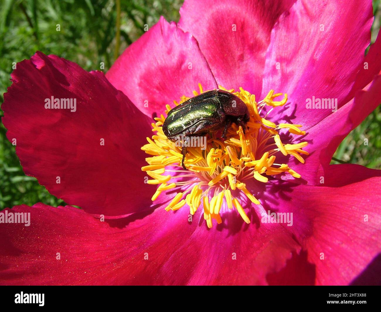 Olive beetle on dill peony Stock Photo - Alamy