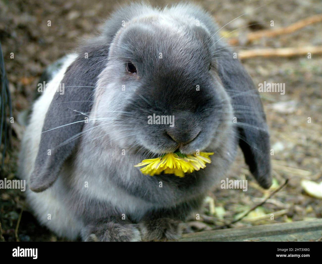 Dwarf ram bunnie eats a dandelion Stock Photo - Alamy