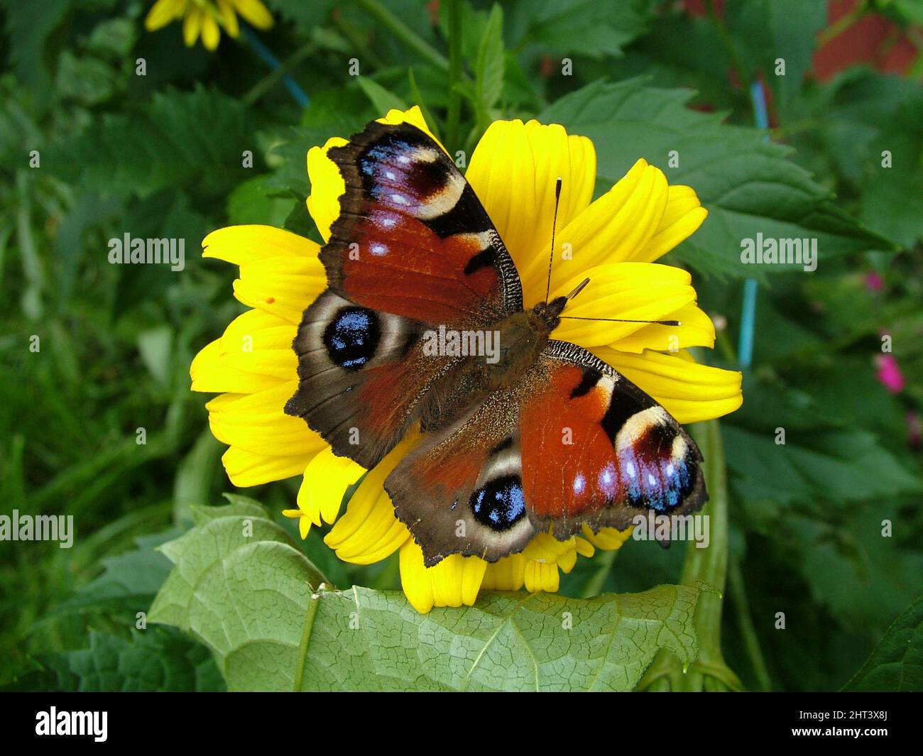 Eye insects hi-res stock photography and images - Alamy