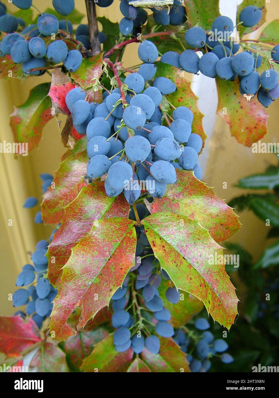 Mahonia berries hi-res stock photography and images - Alamy