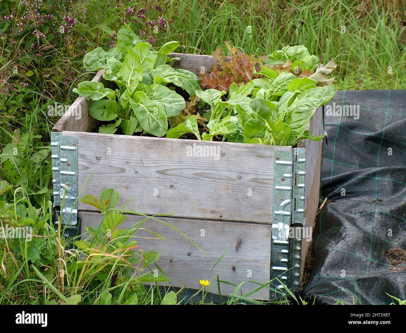 Odling hi-res stock photography and images - Alamy